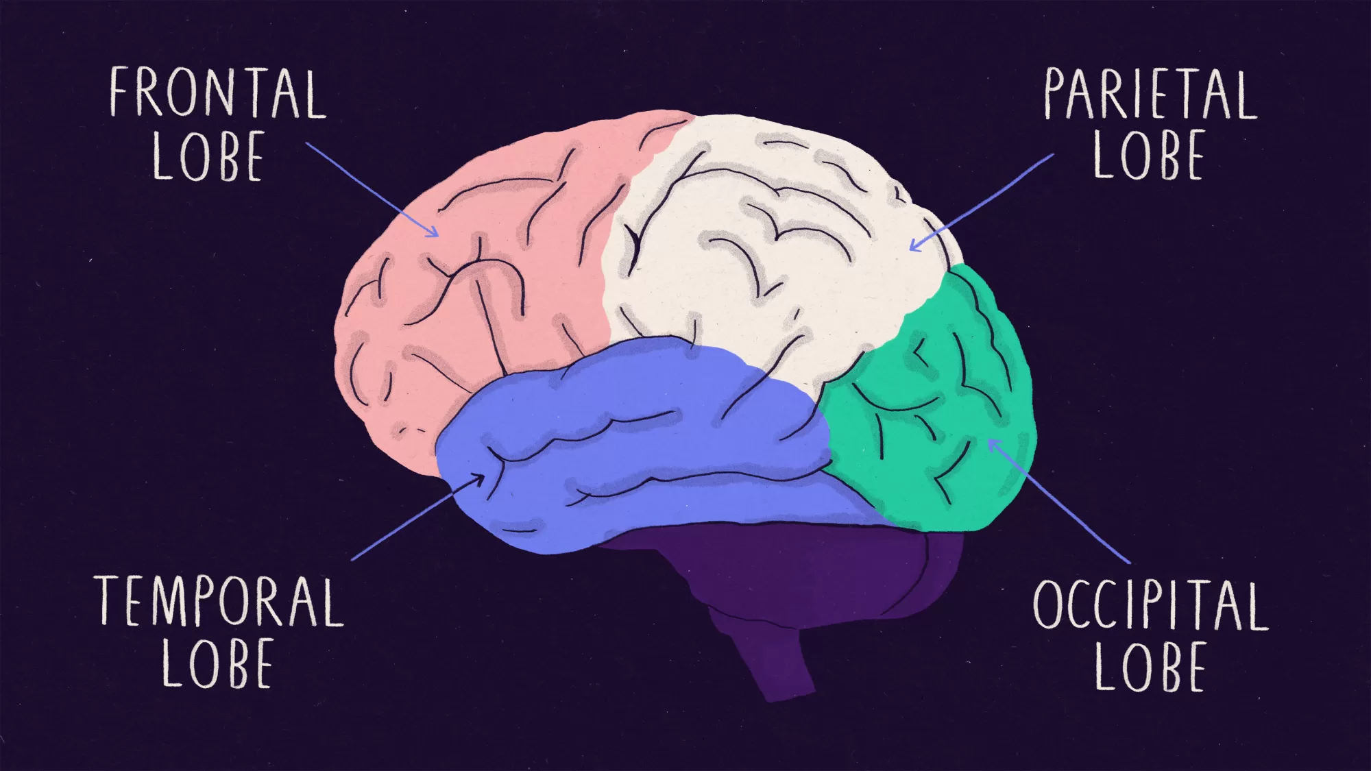What We Know — OCD and the Brain