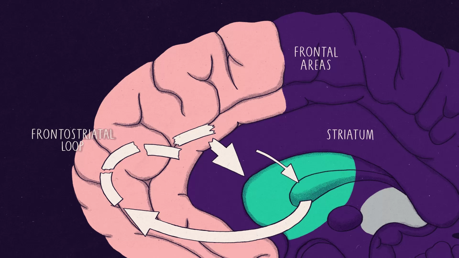 What We Know — OCD and the Brain